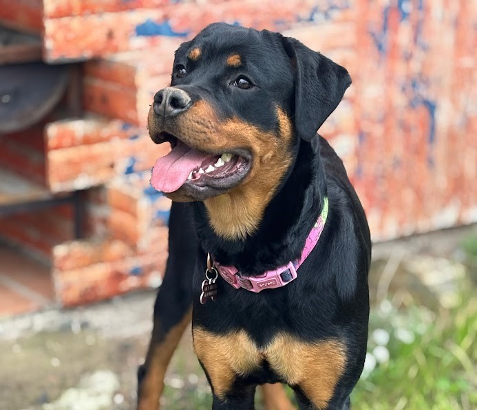 Estudio Favet podría mejorar vacunación para prevenir distemper canino - Facultad de Ciencias ...